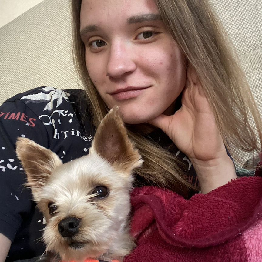 Йоркширский терьер мальчик