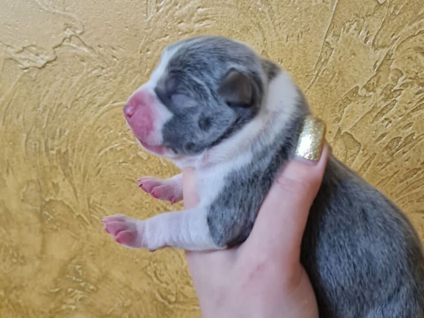 Щенки стаффордширского терьера голубого окраса