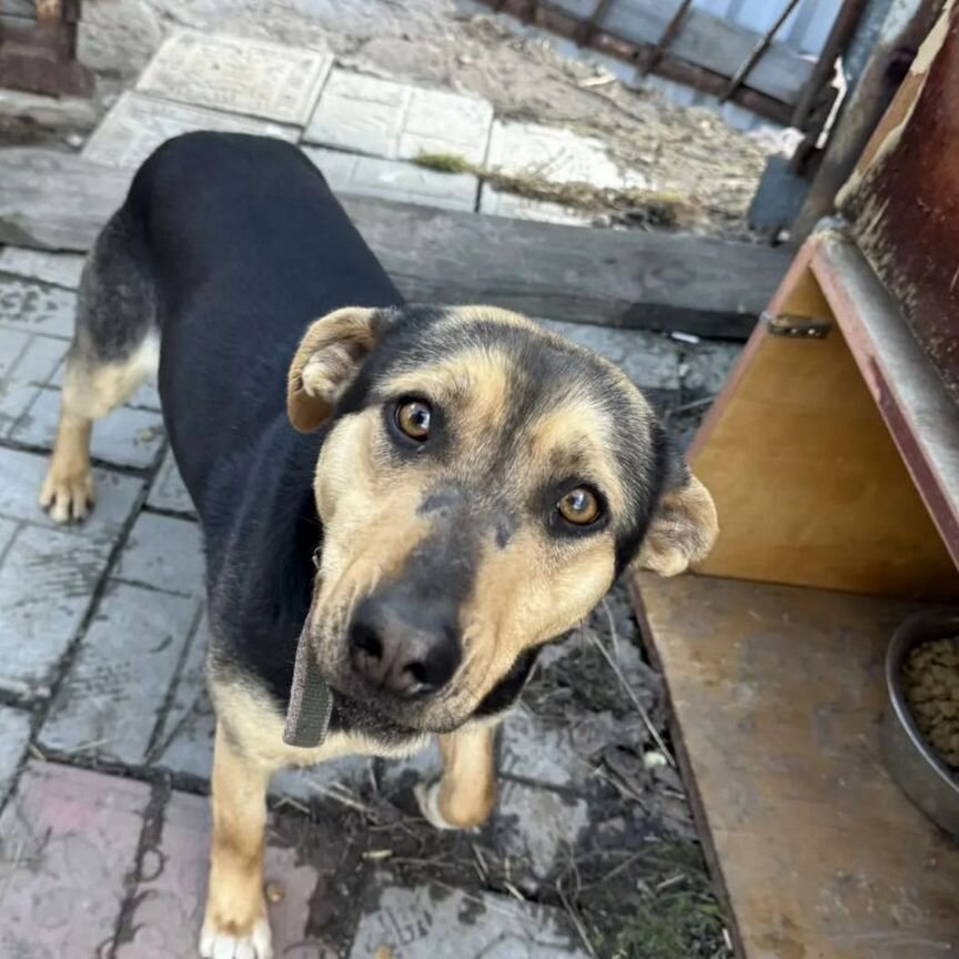 Взрослая собака в добрые руки