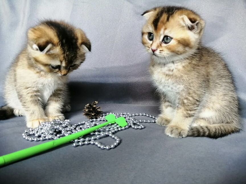 Шотландские котята