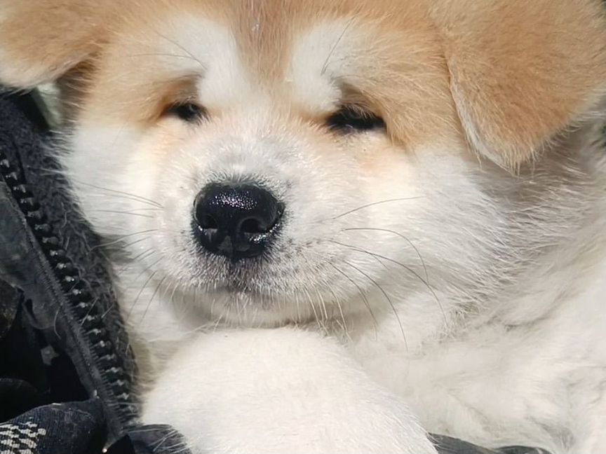 Щенки акита ину