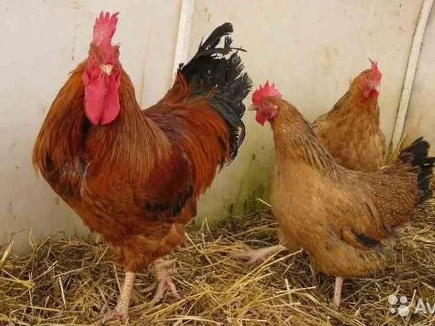 Цыплята Кучинская юбилейная, инкубационное яйцо