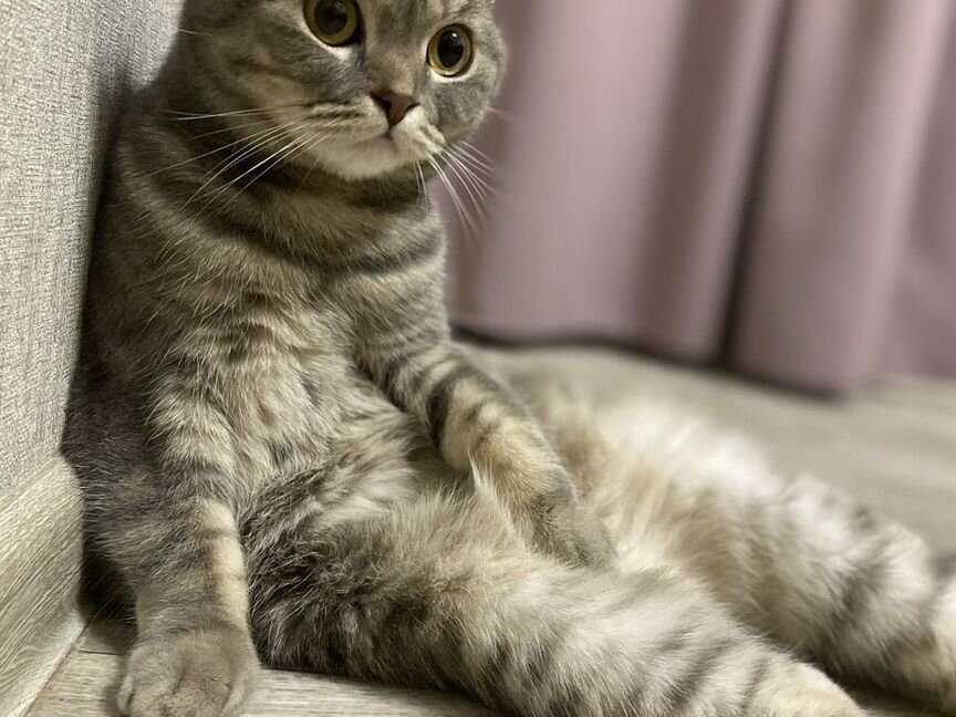 Шотладская кошка