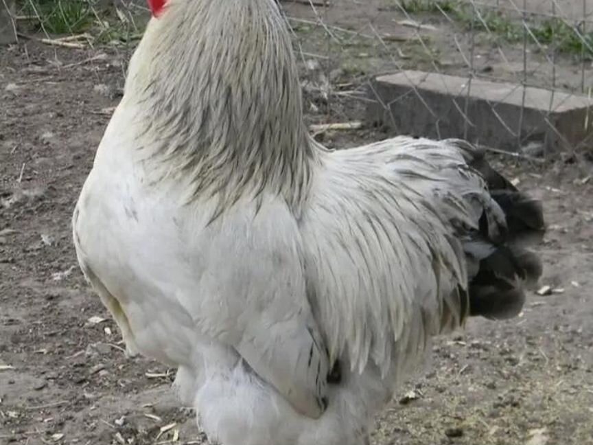 Петухи разных пород