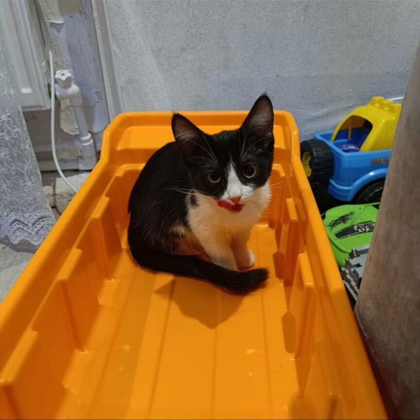 Котенок