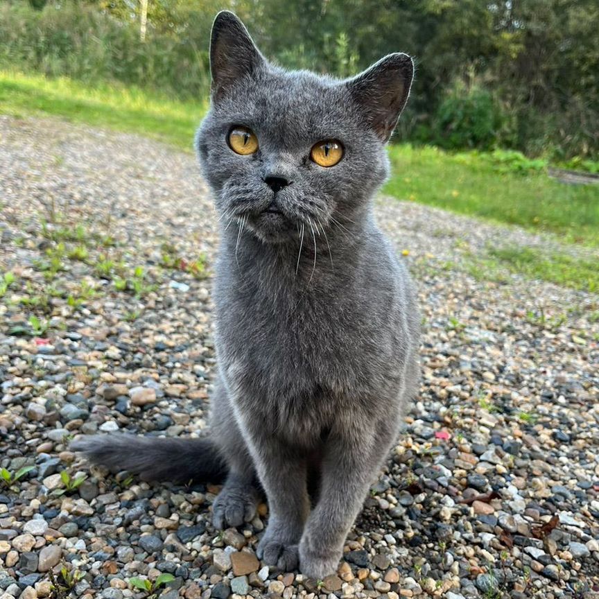 Кошка британка ищет дом