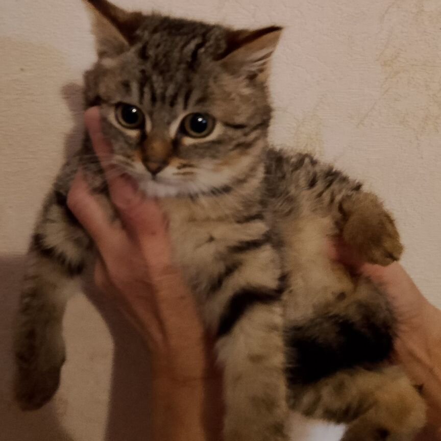 Котёнок от частного владельца