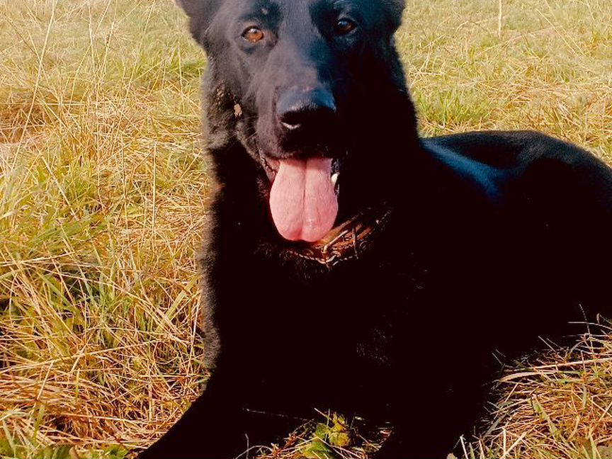 Вязка кобель вео