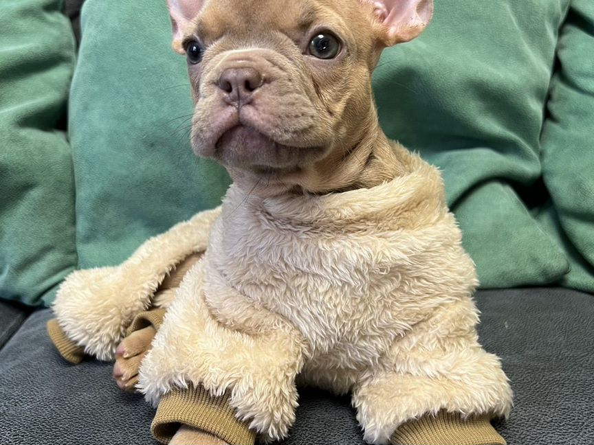 Бэкки в окрасе изабелла и носители