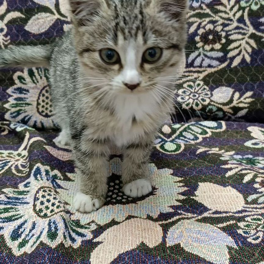 Отдам в добрые руки