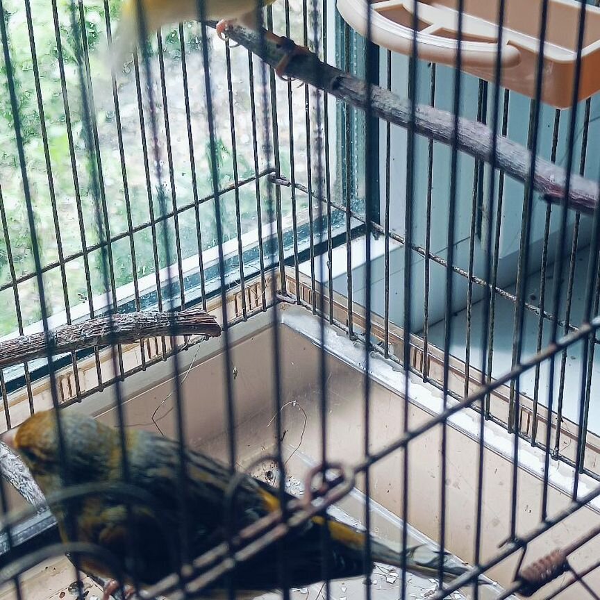 Канарейка (пара)