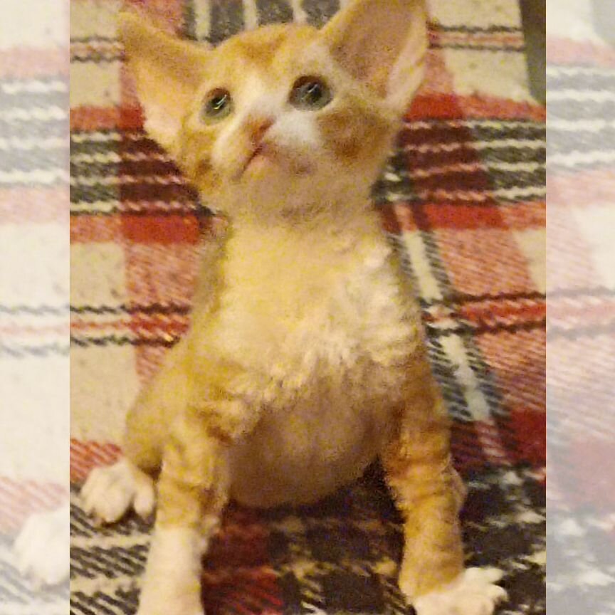 Девон-рекс котёнок