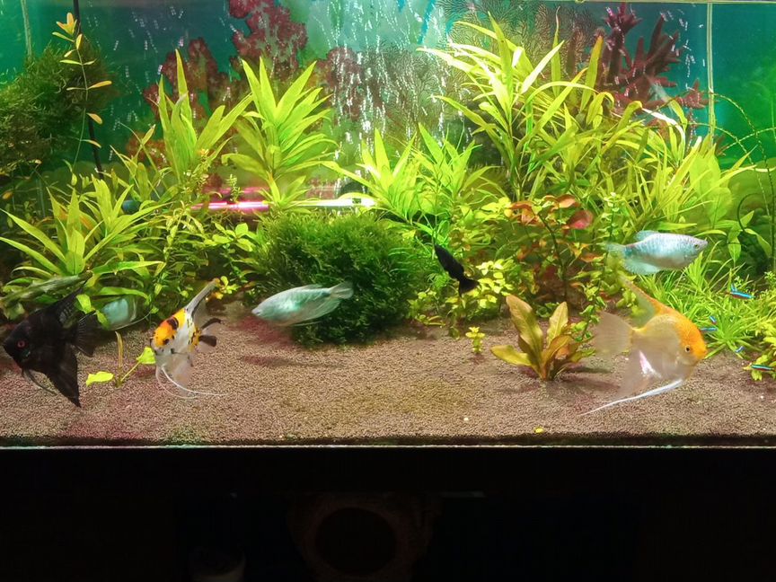 Аквариум б/у, полным комплектом, самовывоз