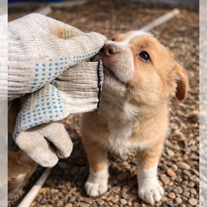 Щенок в добрые руки