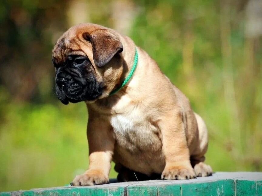 Щенки бульмастифа