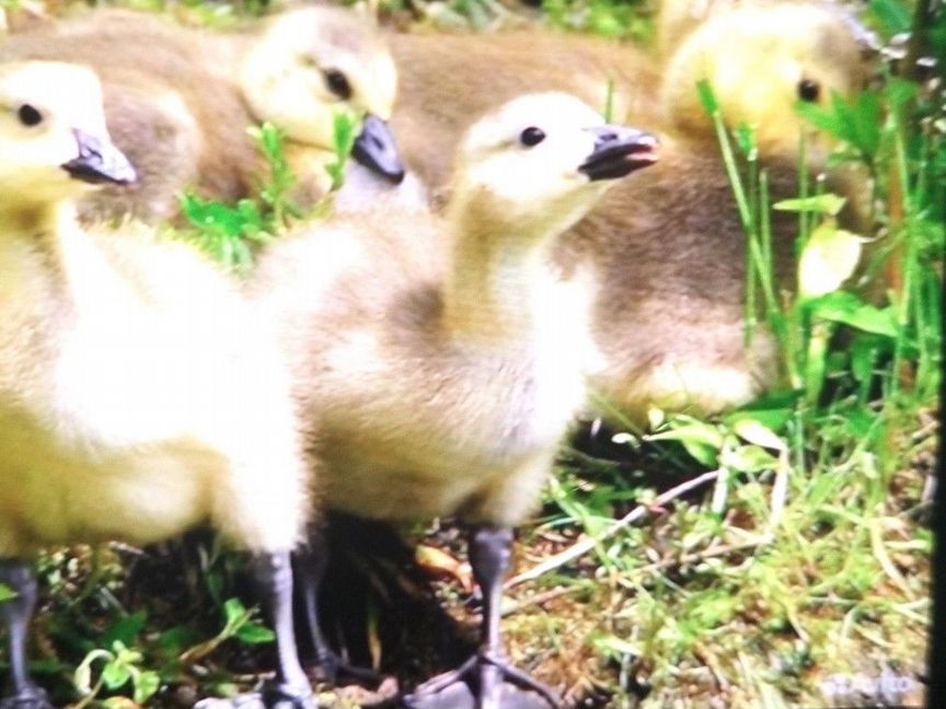 Подрощенные гуси (Линда и Крупная Серая)