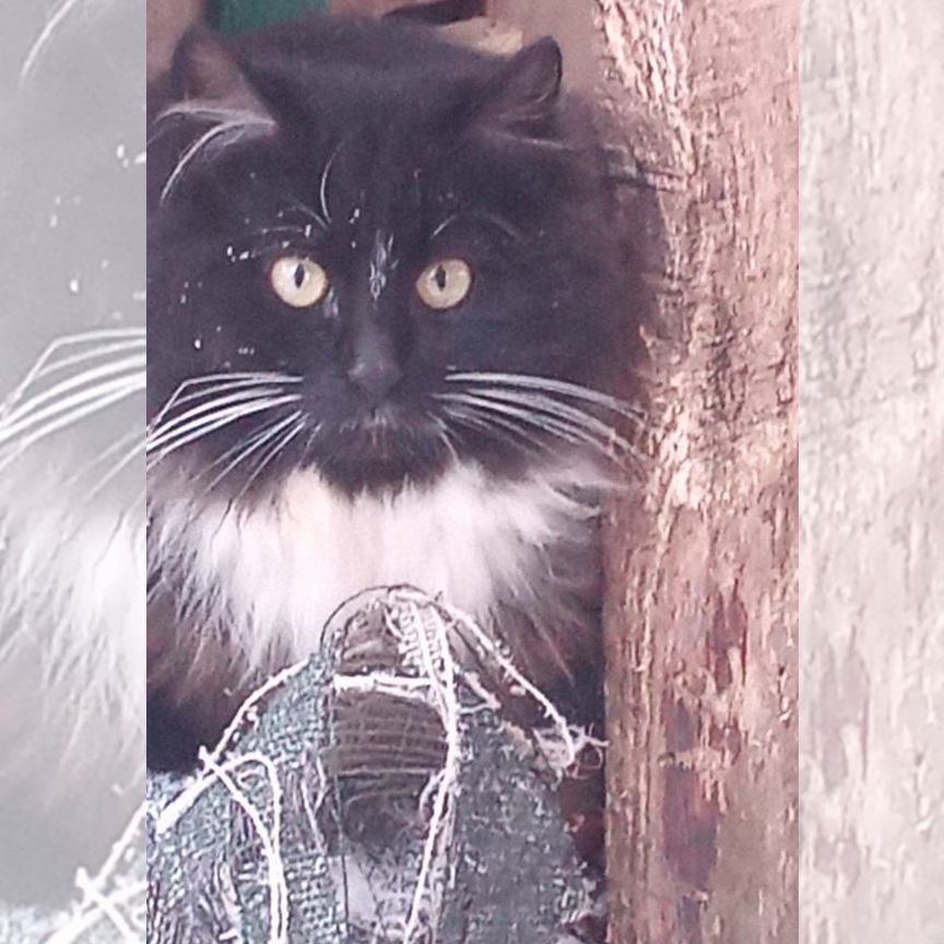 Пушистые комочки в поисках дома