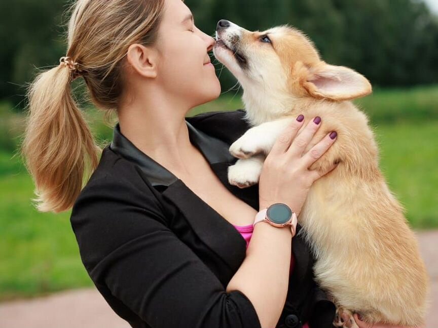 Вельш-корги пемброк и Корги Кардиган(2 породы)