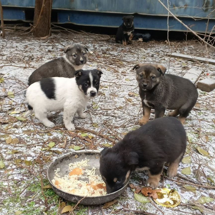 Щенки ищут дом