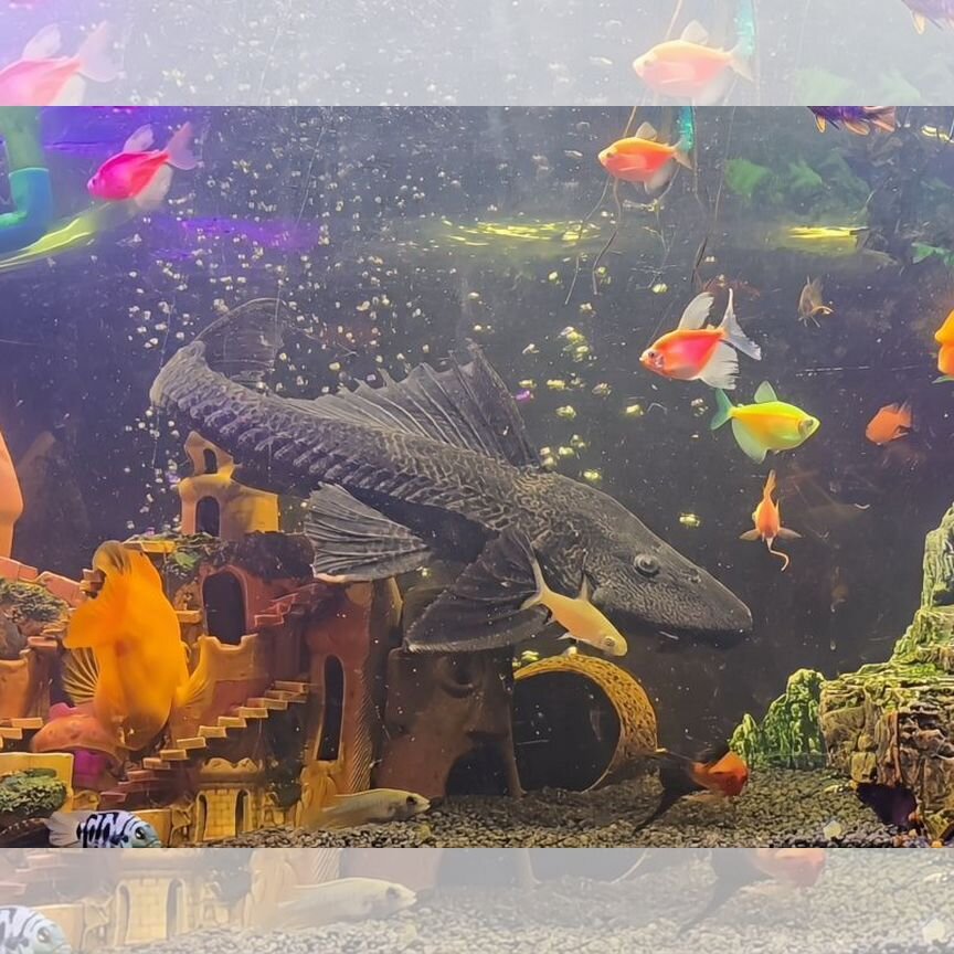 Птеригоплихт парчовый сом