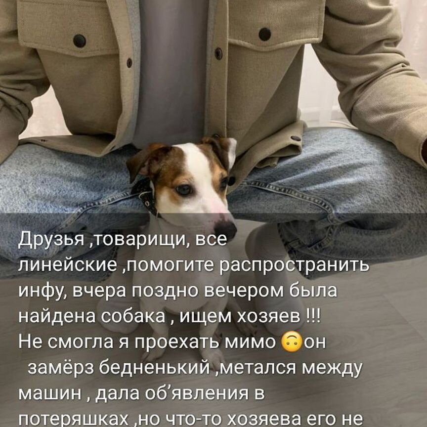 Джек рассел, нашли в районе 16 линии