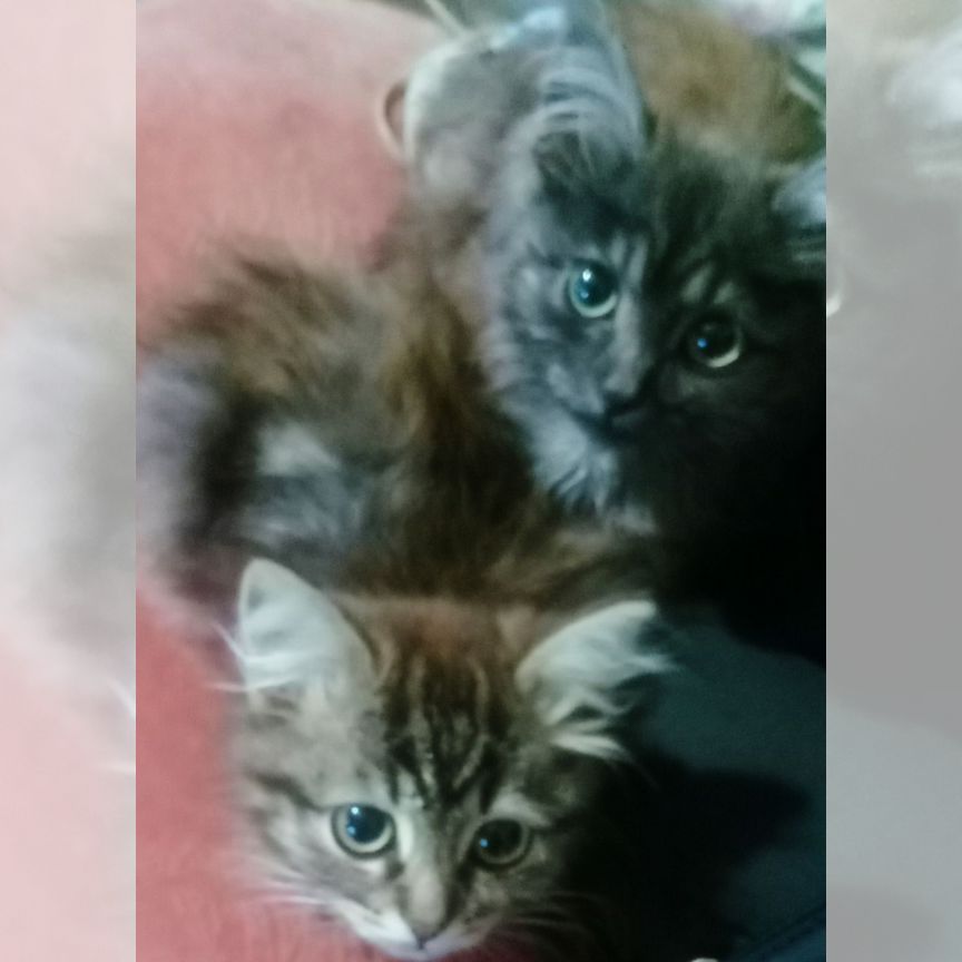 Котята