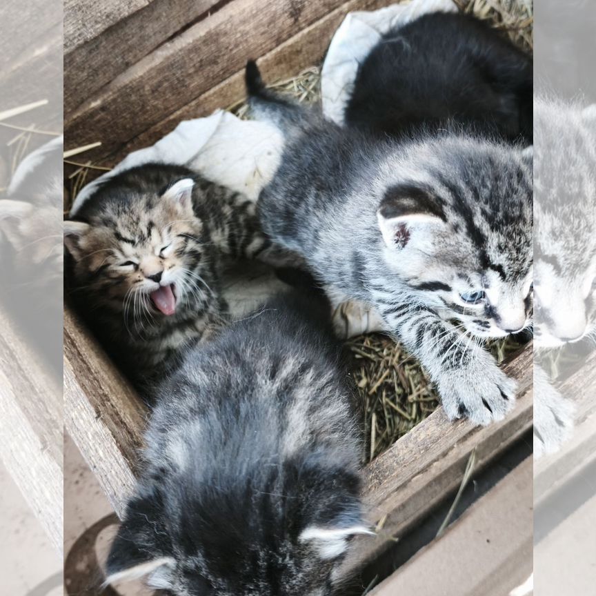 Котёнок в добрые руки