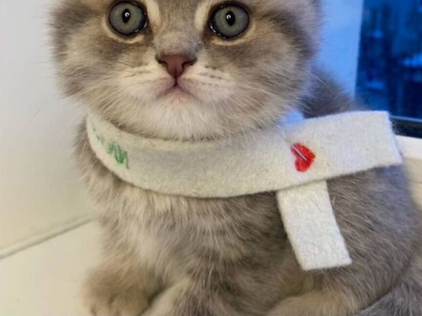 Шотландские котята