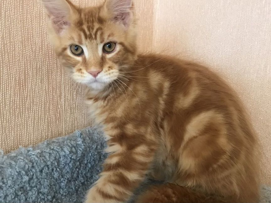 Котята мейнкун с документами из питомника