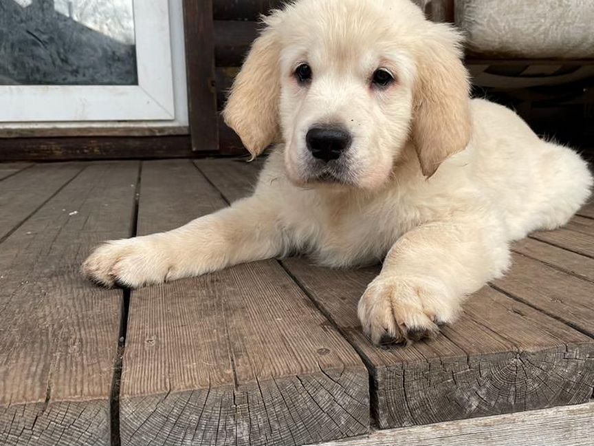 Отличные щенки золотистого ретривера