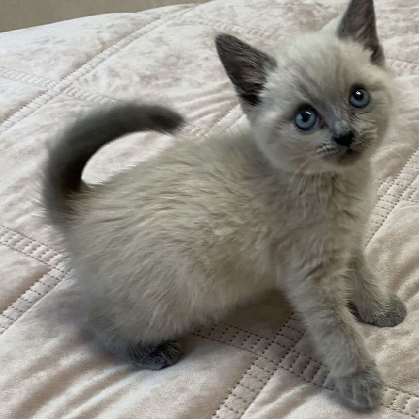 Сиамский котёнок
