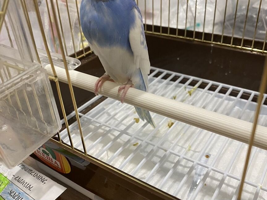 Волнистый попугай получех девочка