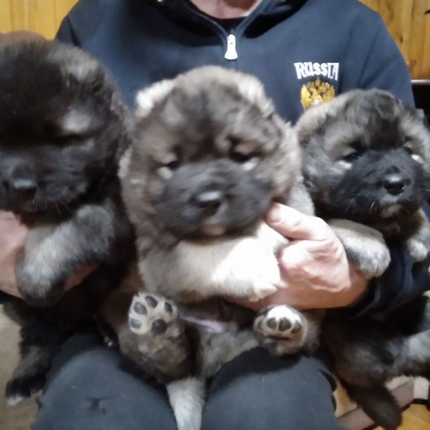 Щенки кавказской овчарки