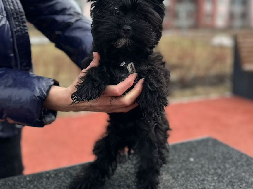 Йоркширский терьер