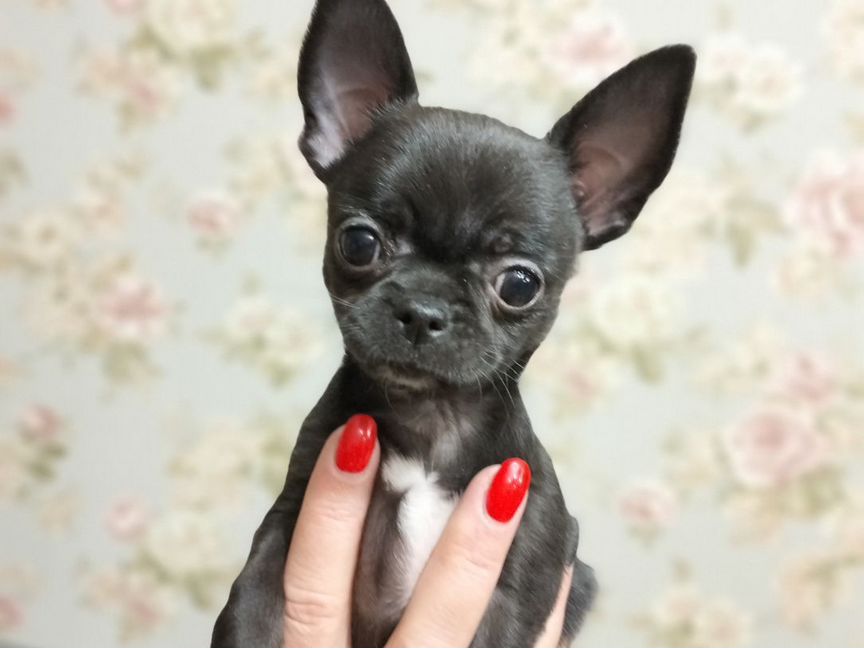 Щенки чихуахуа