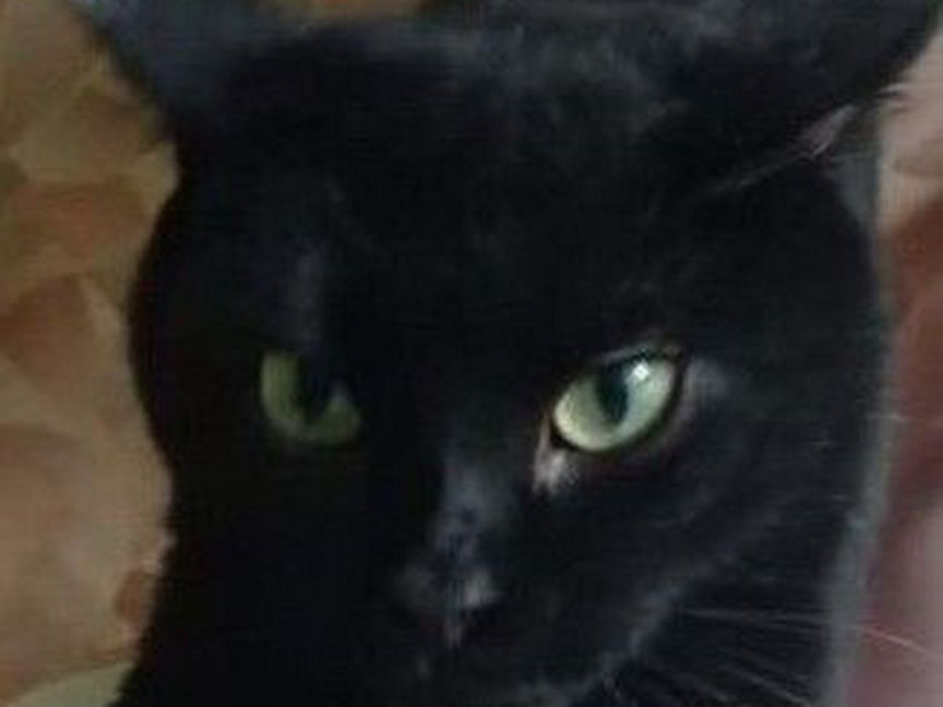 Ласковый котейка в добрые ручки