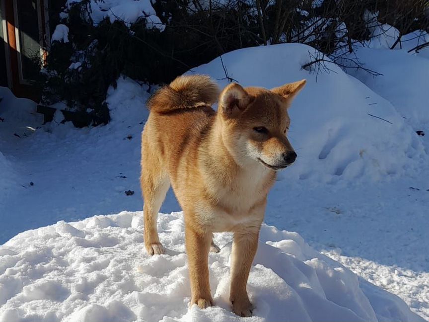 Щенки Сиба ину