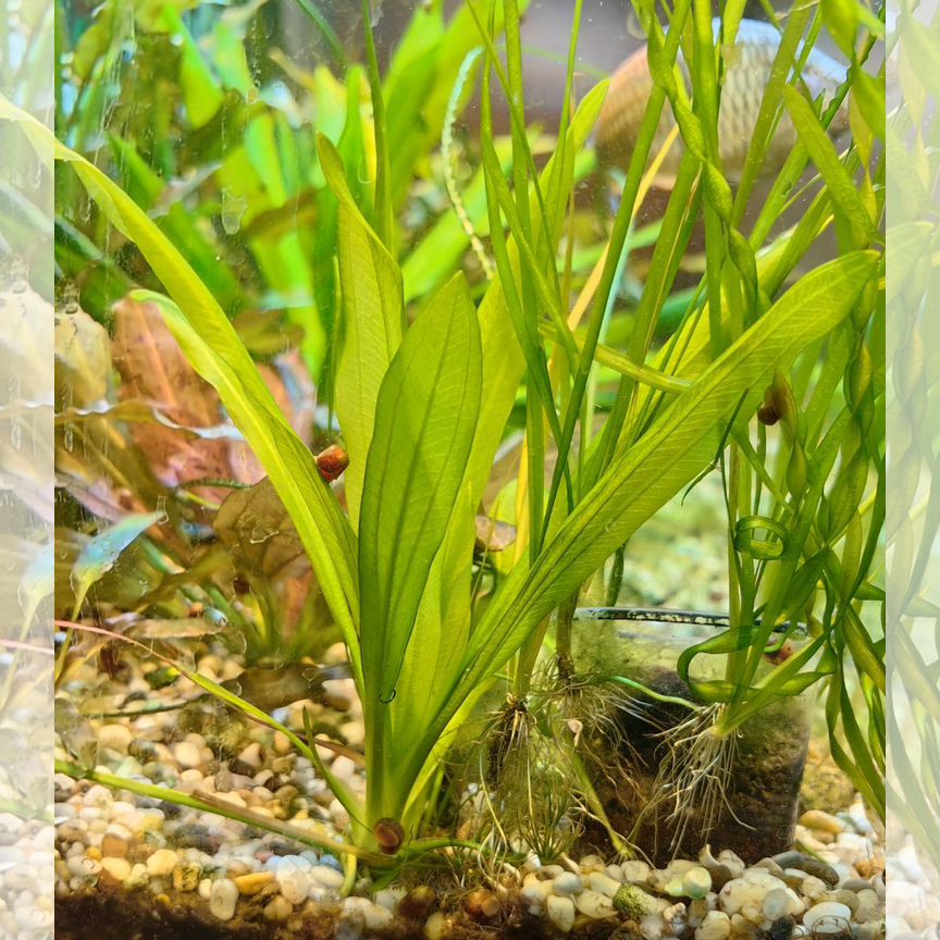 Эхинодорус