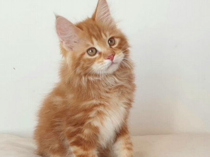 Курильский бобтейл