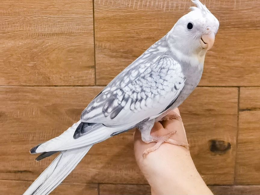 Бесщекий самец кореллы 1 год