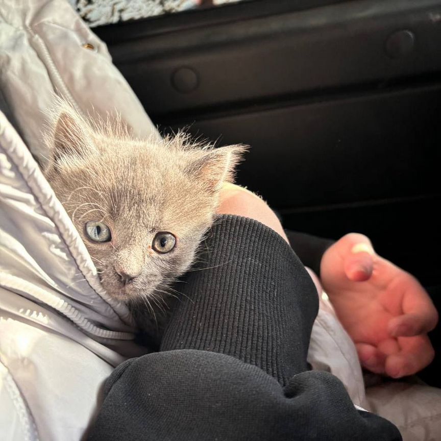Котенок серый девочка