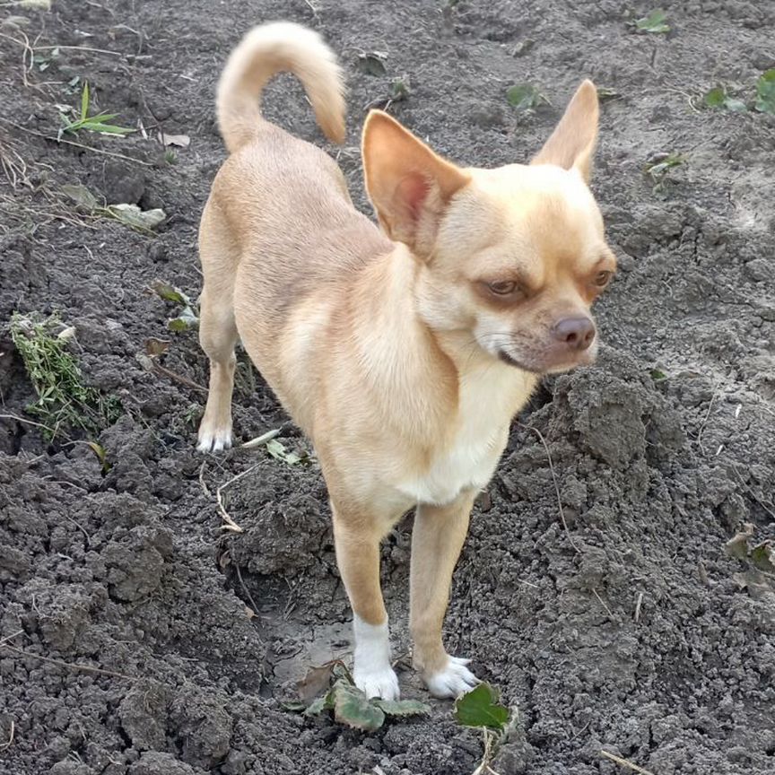 Вязка кобель чихуахуа