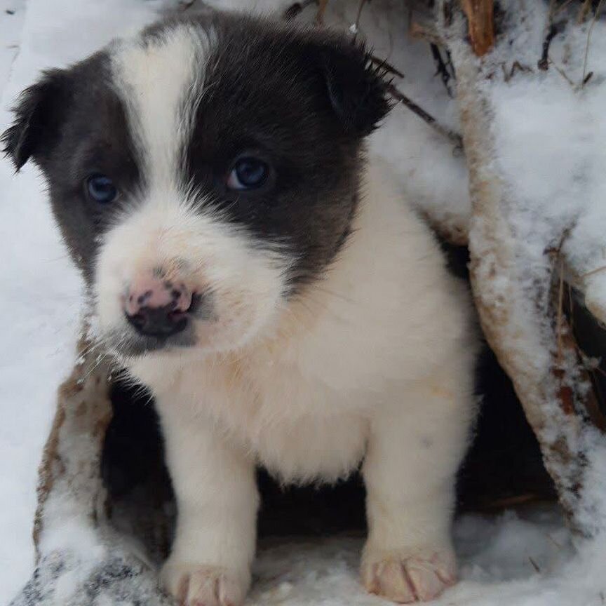 Щенок в добрые руки