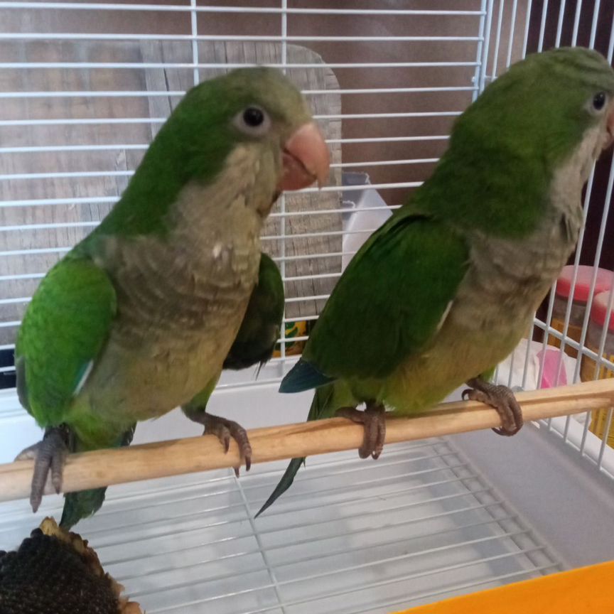 Попугаи монахи