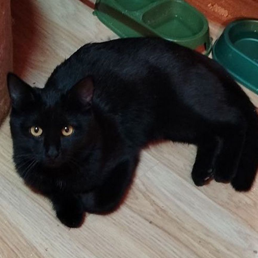 Бруно 7 месяцев