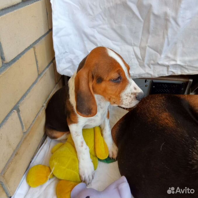 Эстонская гончая щенок