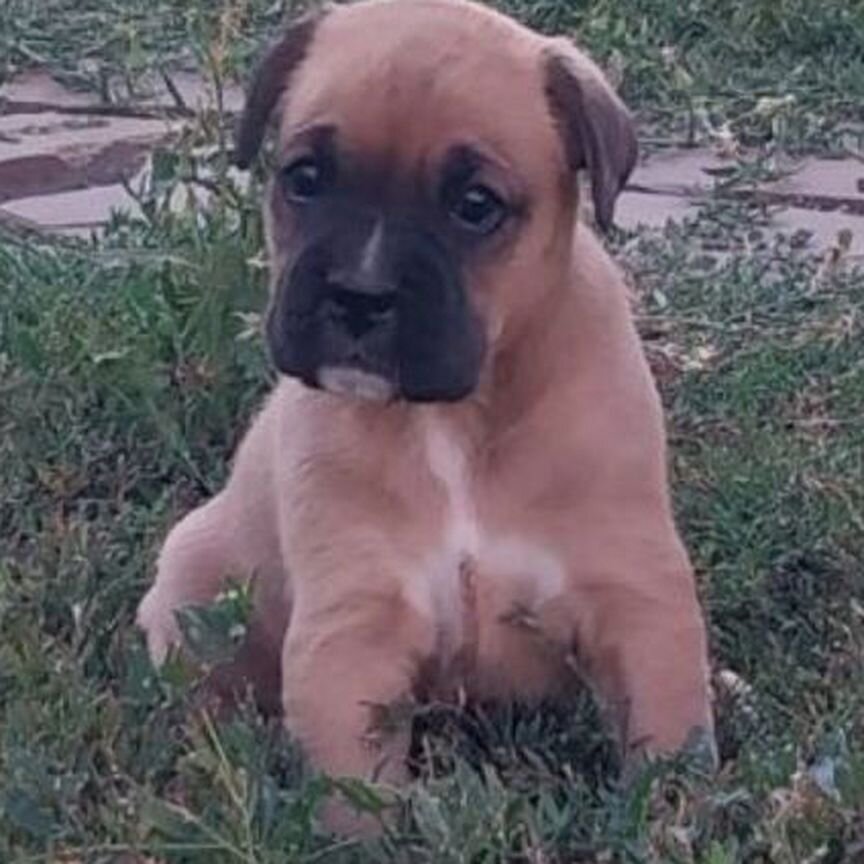 Собака боксер щенок