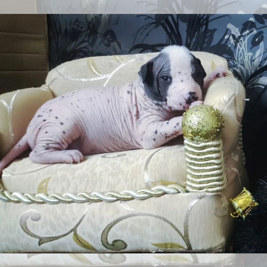 Мексиканская голая собака, щенок