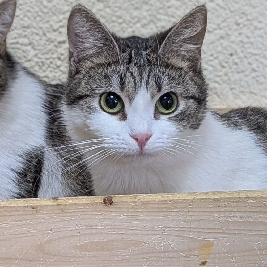 Взрослая, кошка в добрые руки