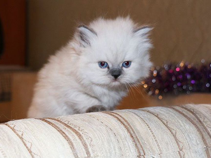 Персидская шиншилла